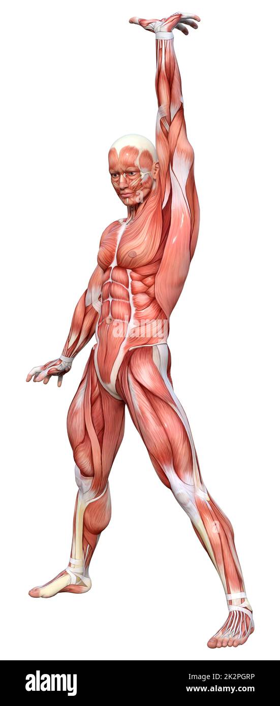 3D Rendering Male Anatomy Figure on White Stock Photo - Alamy