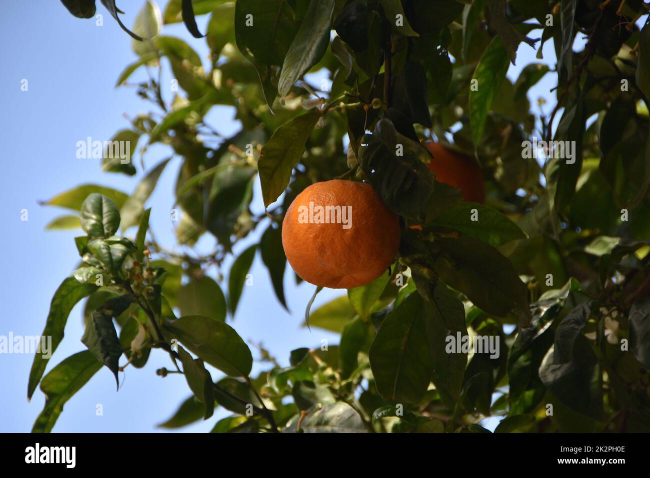orange tree on Mallorca Stock Photo - Alamy