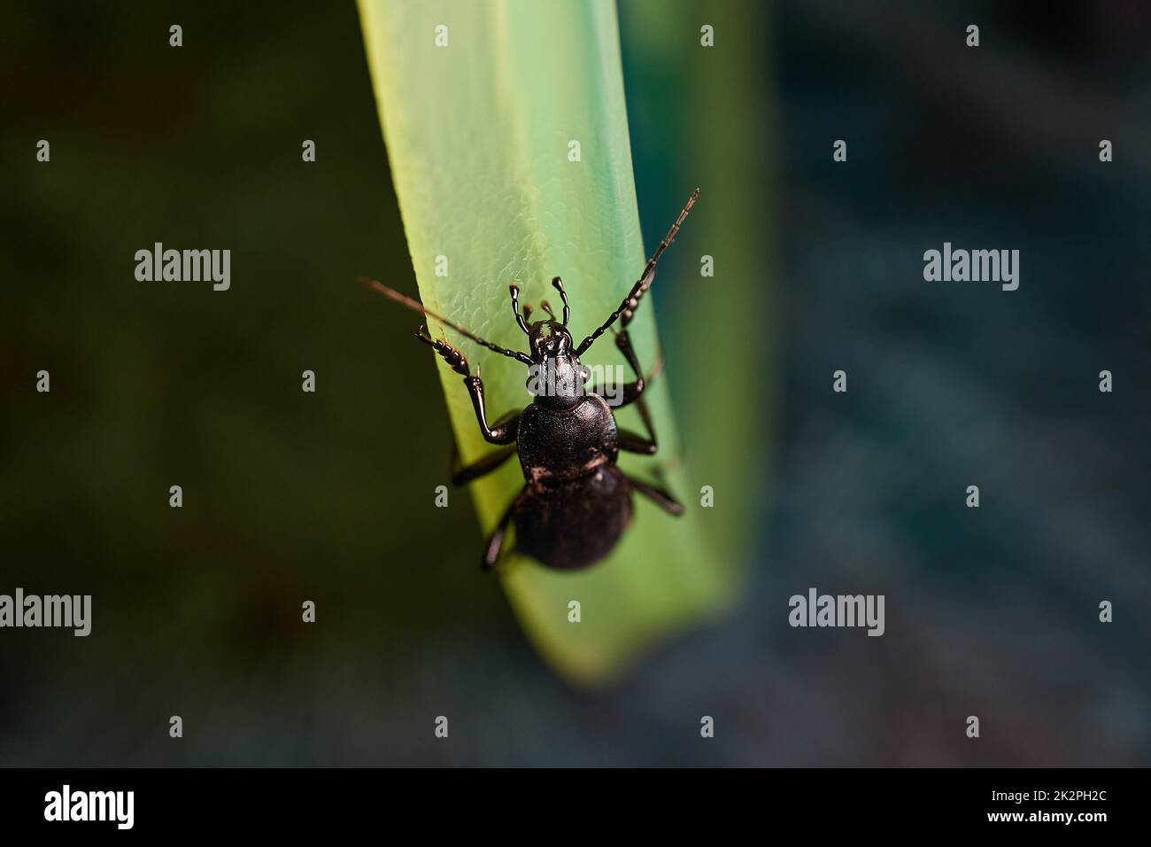 Black beetle closeup in evening light of a lamp Stock Photo - Alamy