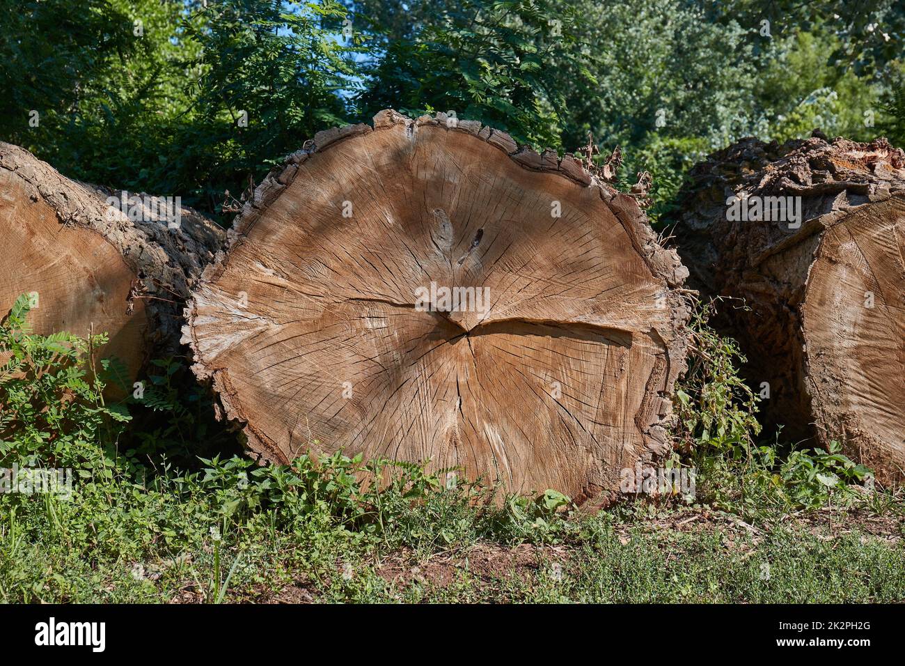 Logs of huge trees Stock Photo - Alamy