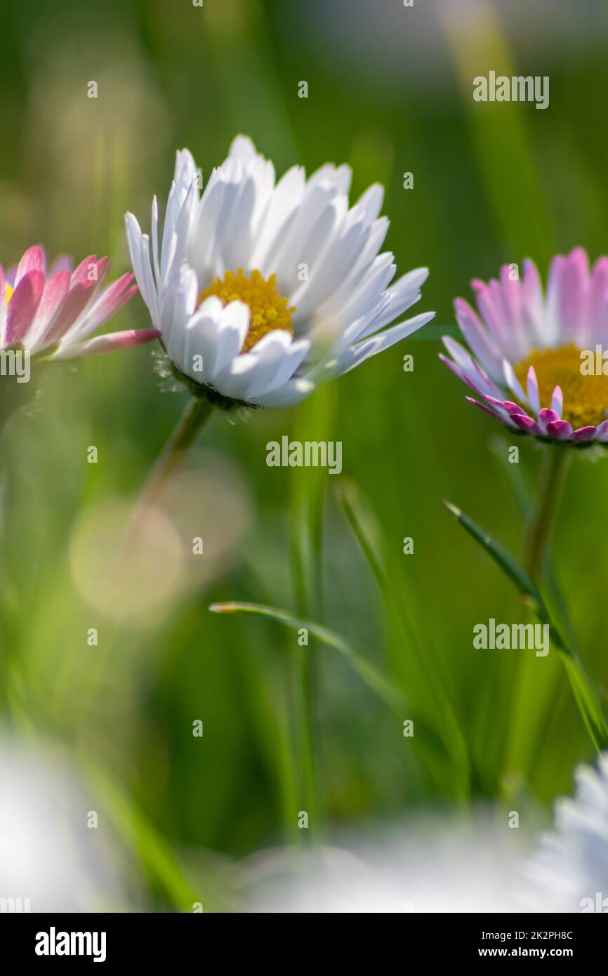 Bunch of beautiful daisyflowers with a flying insect in an idyllic garden with green grass and a ...