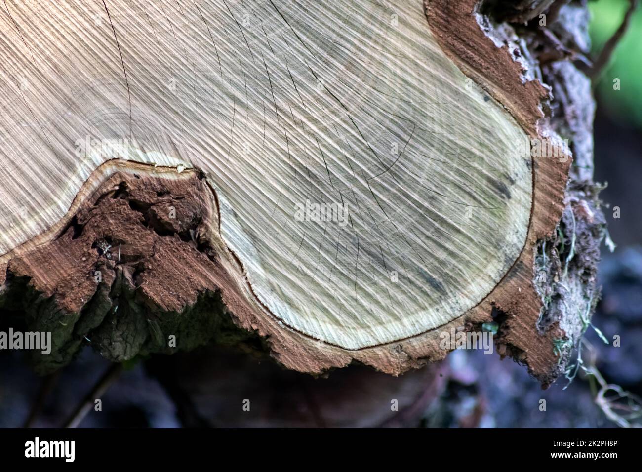 Cut trees of construction wood after deforestation stacked as woodpile ...