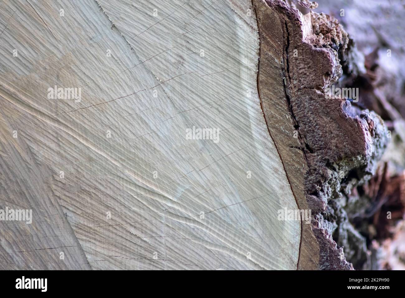 Cut trees of construction wood after deforestation stacked as woodpile ...