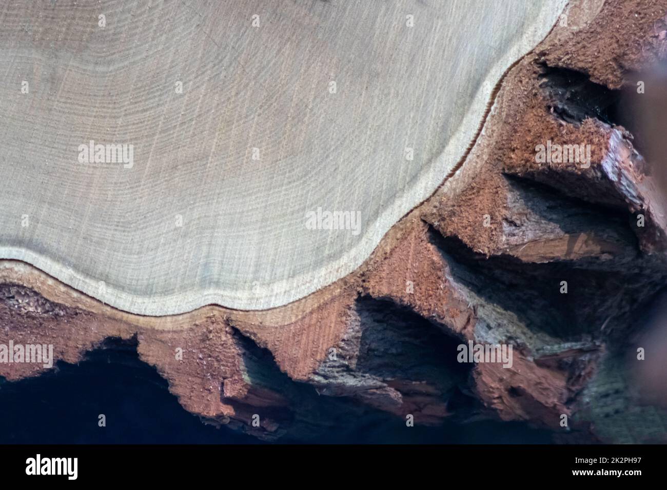 Cut trees of construction wood after deforestation stacked as woodpile ...