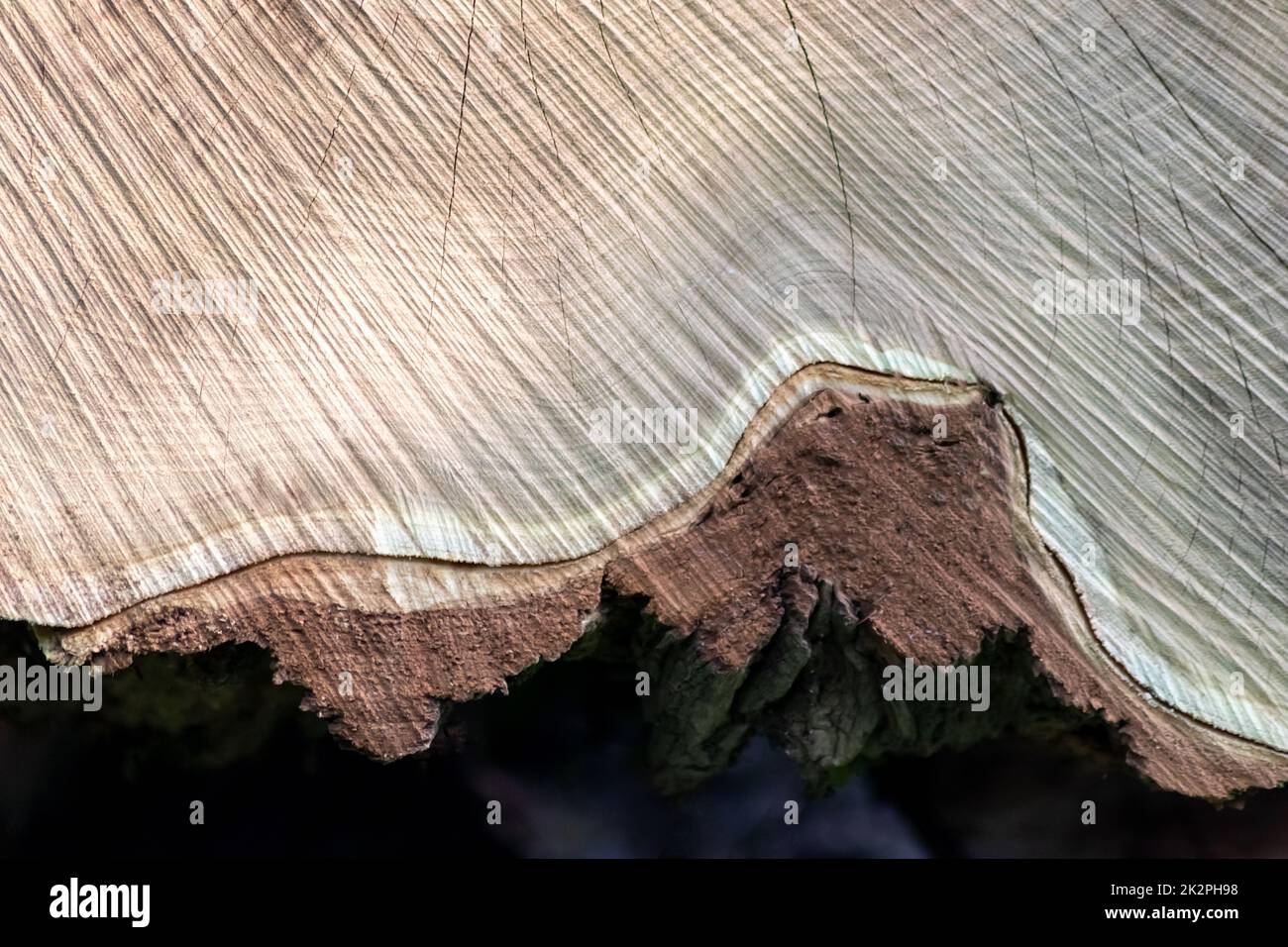 Cut trees of construction wood after deforestation stacked as woodpile ...