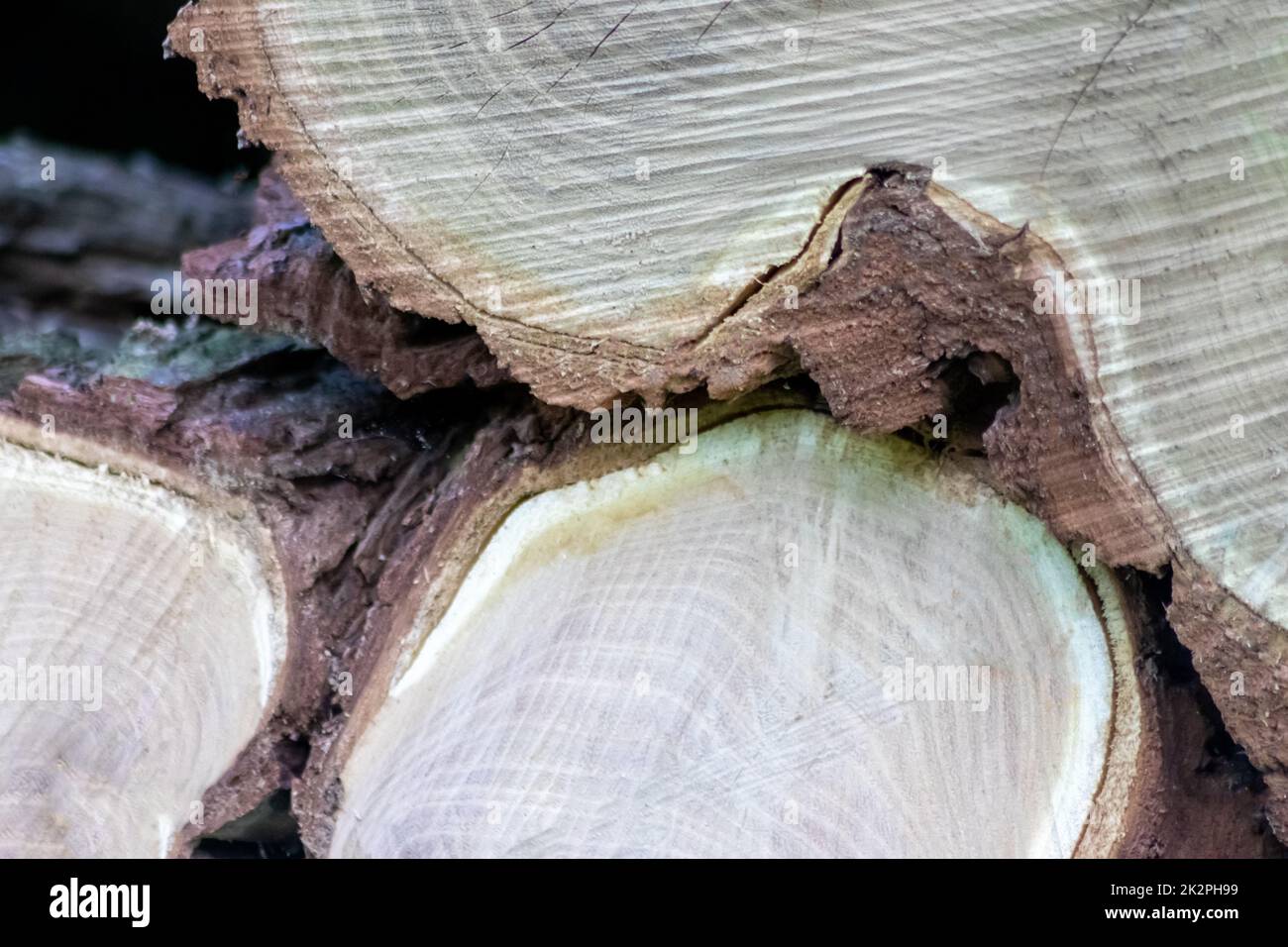 Cut trees of construction wood after deforestation stacked as woodpile ...