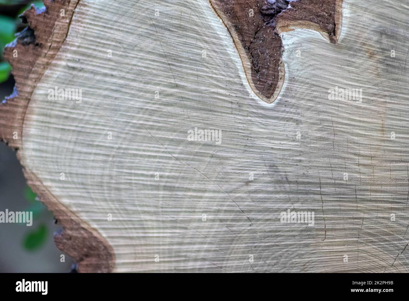Cut trees of construction wood after deforestation stacked as woodpile ...