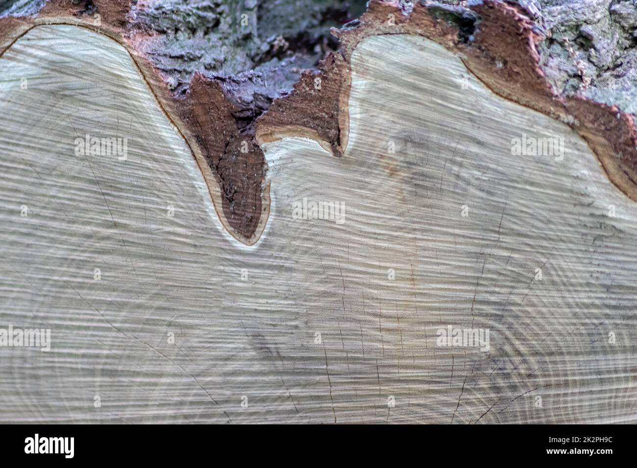 Cut trees of construction wood after deforestation stacked as woodpile ...