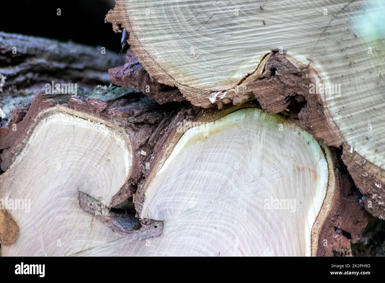 Cut trees of construction wood after deforestation stacked as woodpile ...