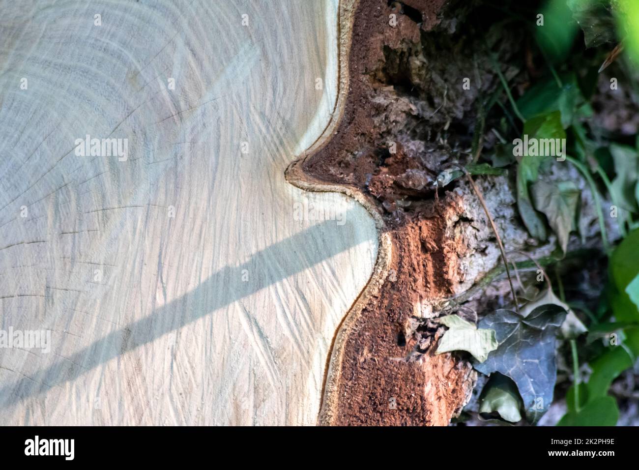 Cut trees of construction wood after deforestation stacked as woodpile ...