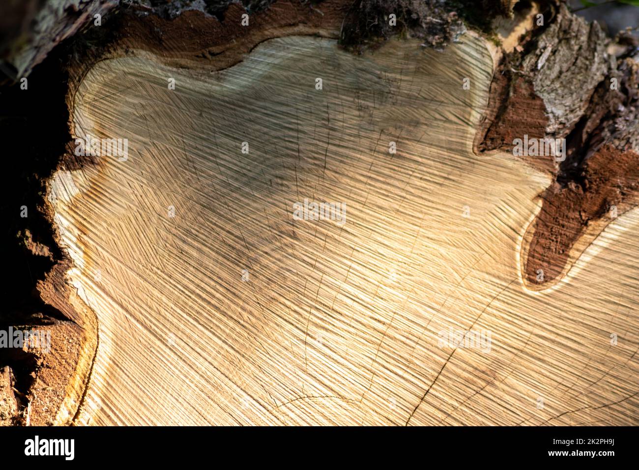 Cut trees of construction wood after deforestation stacked as woodpile ...