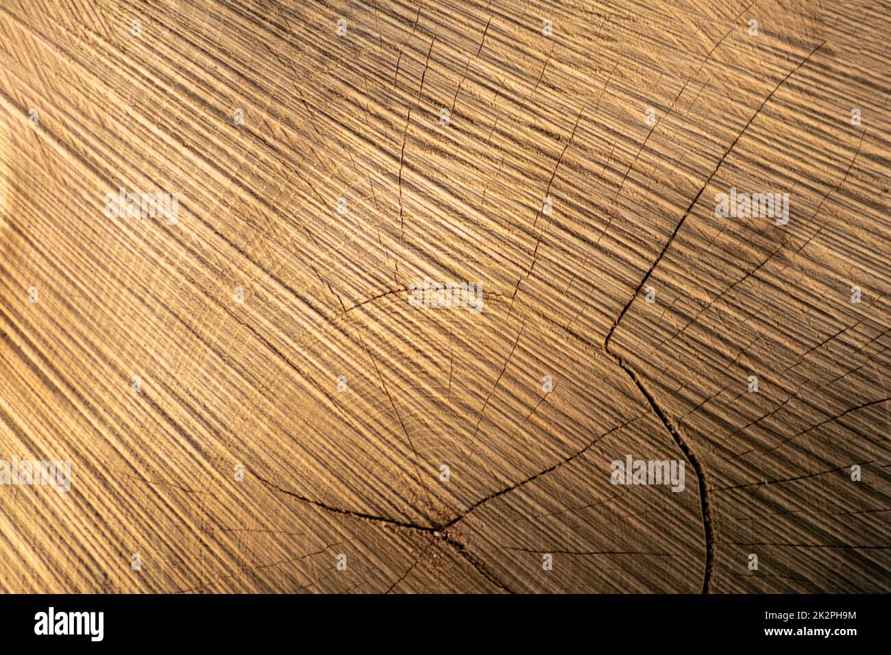 Cut trees of construction wood after deforestation stacked as woodpile ...
