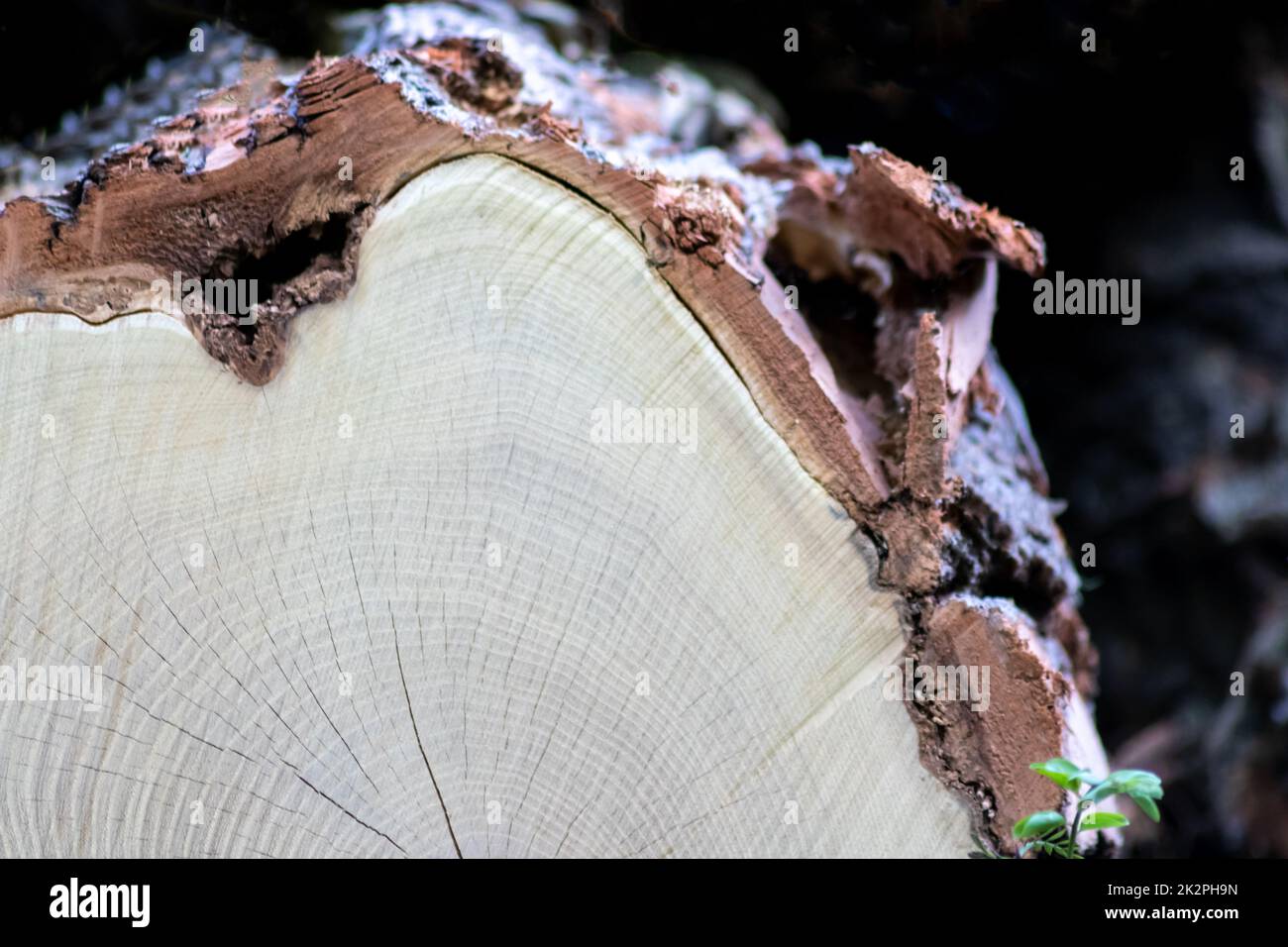 Cut trees of construction wood after deforestation stacked as woodpile ...