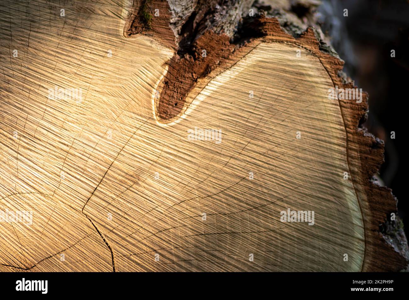 Cut trees of construction wood after deforestation stacked as woodpile ...