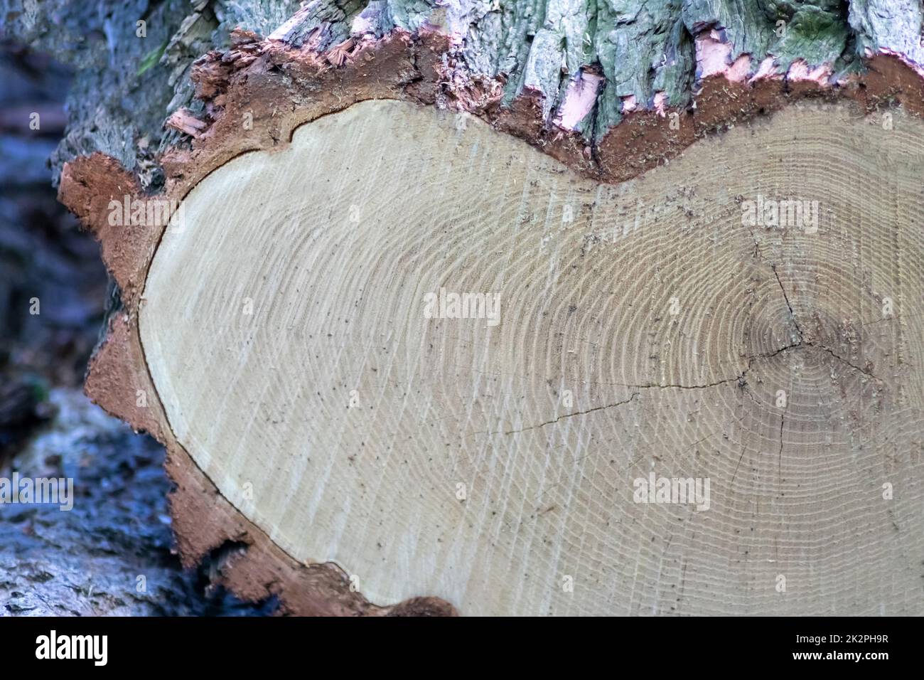 Cut trees of construction wood after deforestation stacked as woodpile ...