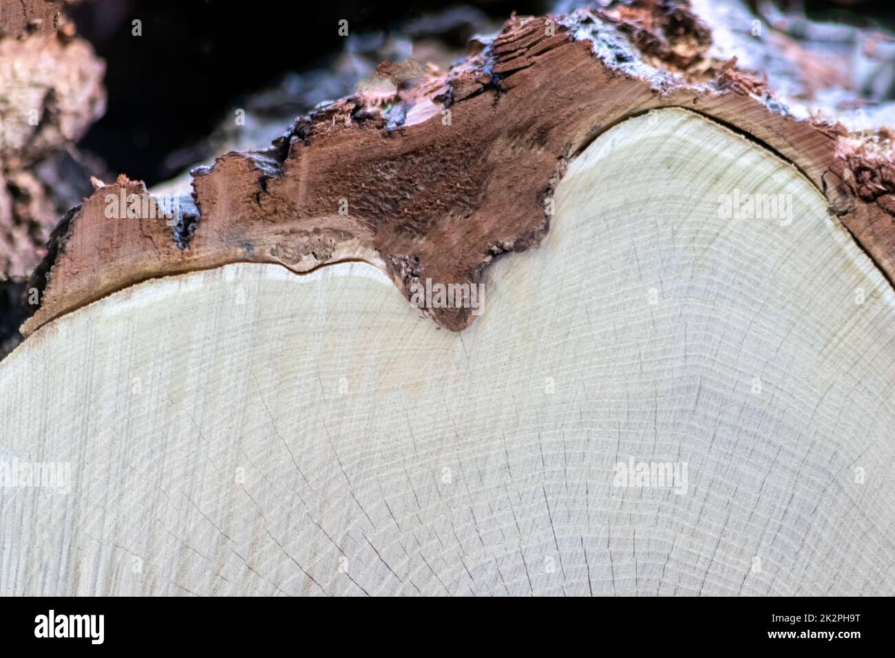 Cut trees of construction wood after deforestation stacked as woodpile ...