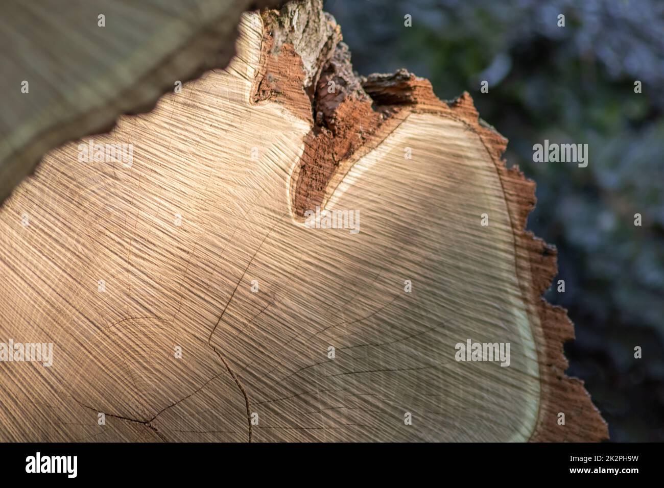 Cut trees of construction wood after deforestation stacked as woodpile ...