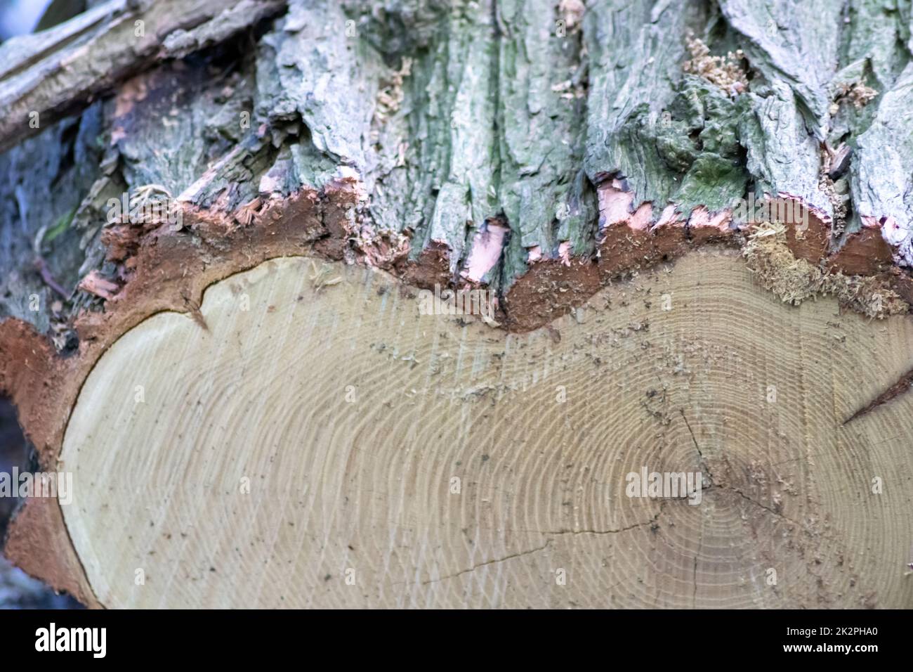 Cut trees of construction wood after deforestation stacked as woodpile ...