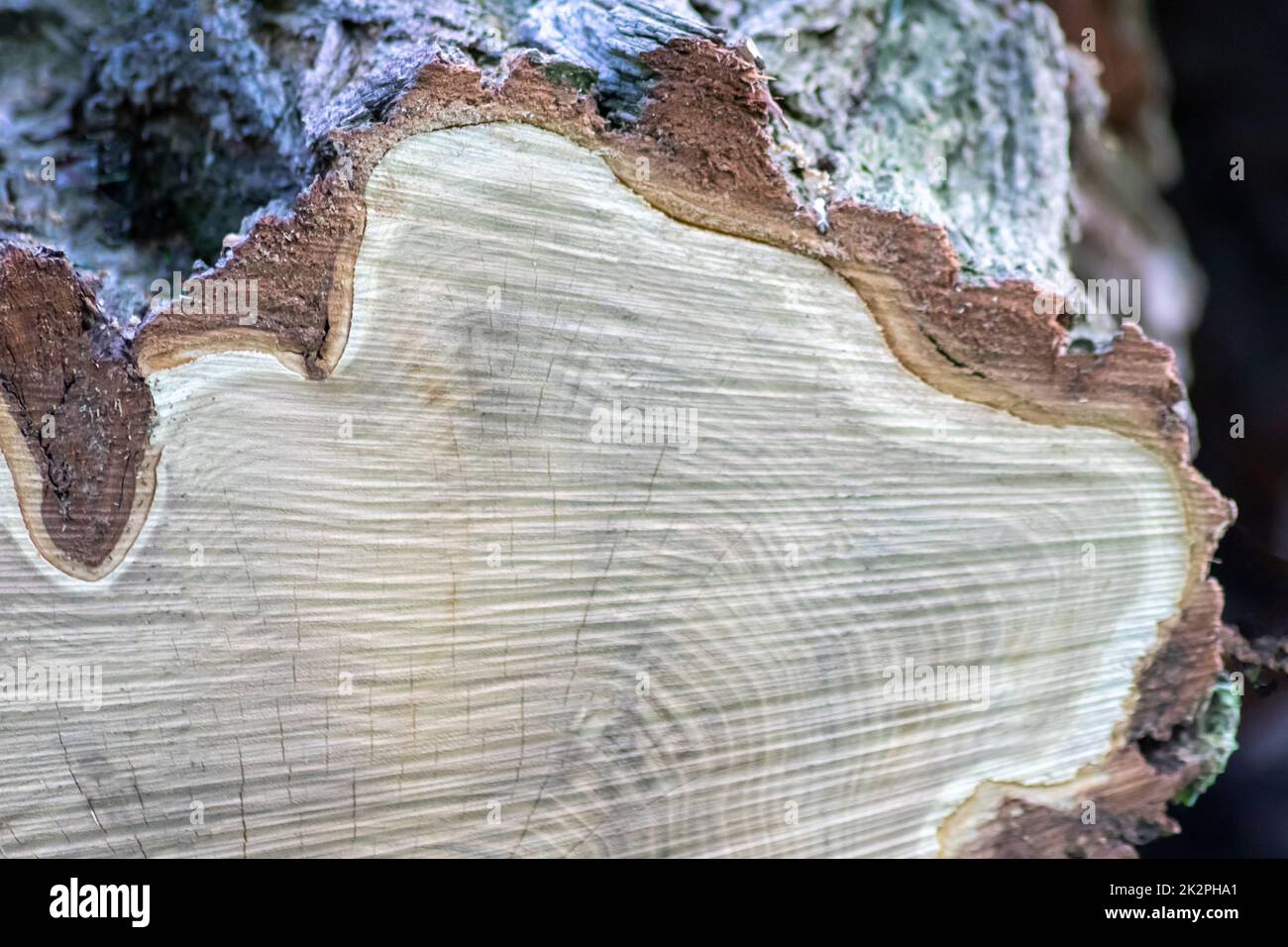Cut trees of construction wood after deforestation stacked as woodpile ...