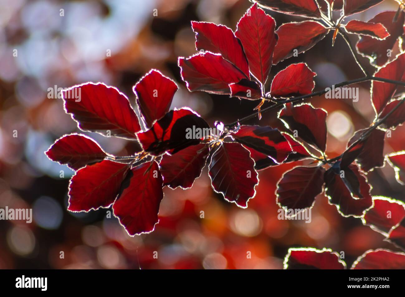 Colorful leaves of a copper beech in autumn fall shine bright in the ...