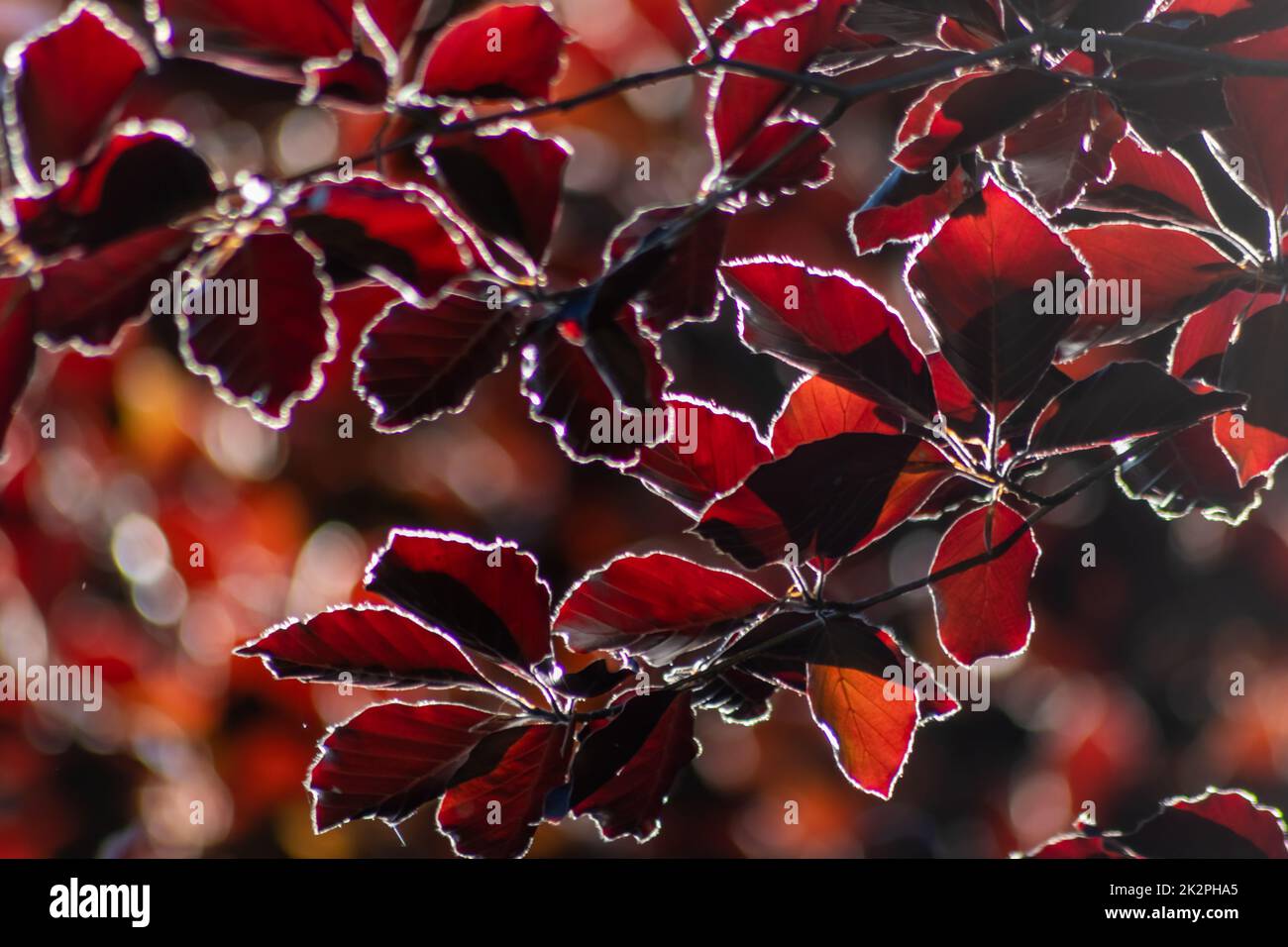 Colorful leaves of a copper beech in autumn fall shine bright in the ...
