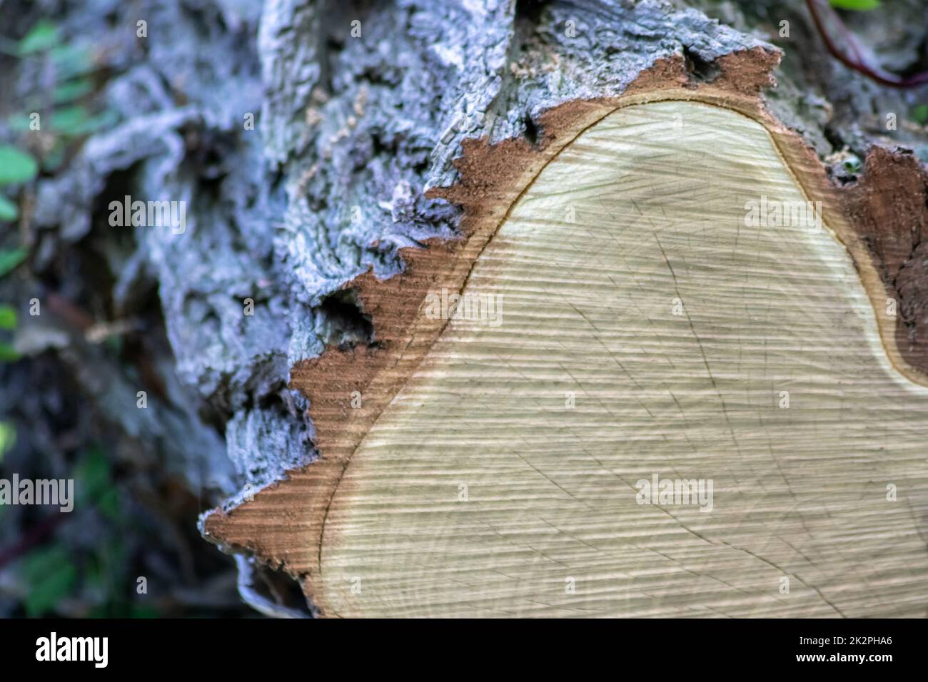 Cut trees of construction wood after deforestation stacked as woodpile ...