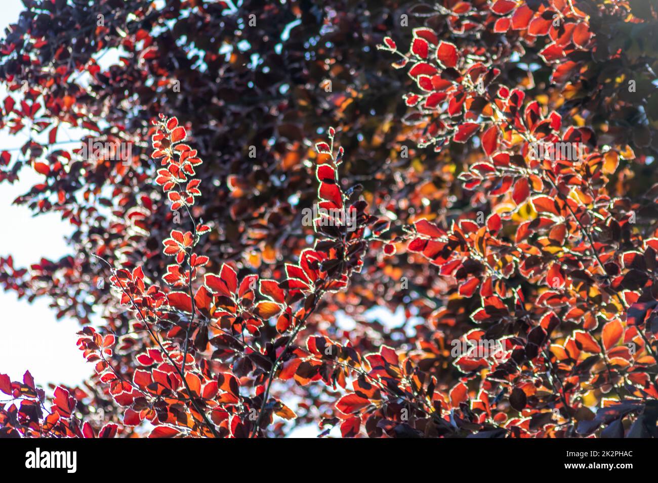 Colorful leaves of a copper beech in autumn fall shine bright in the ...