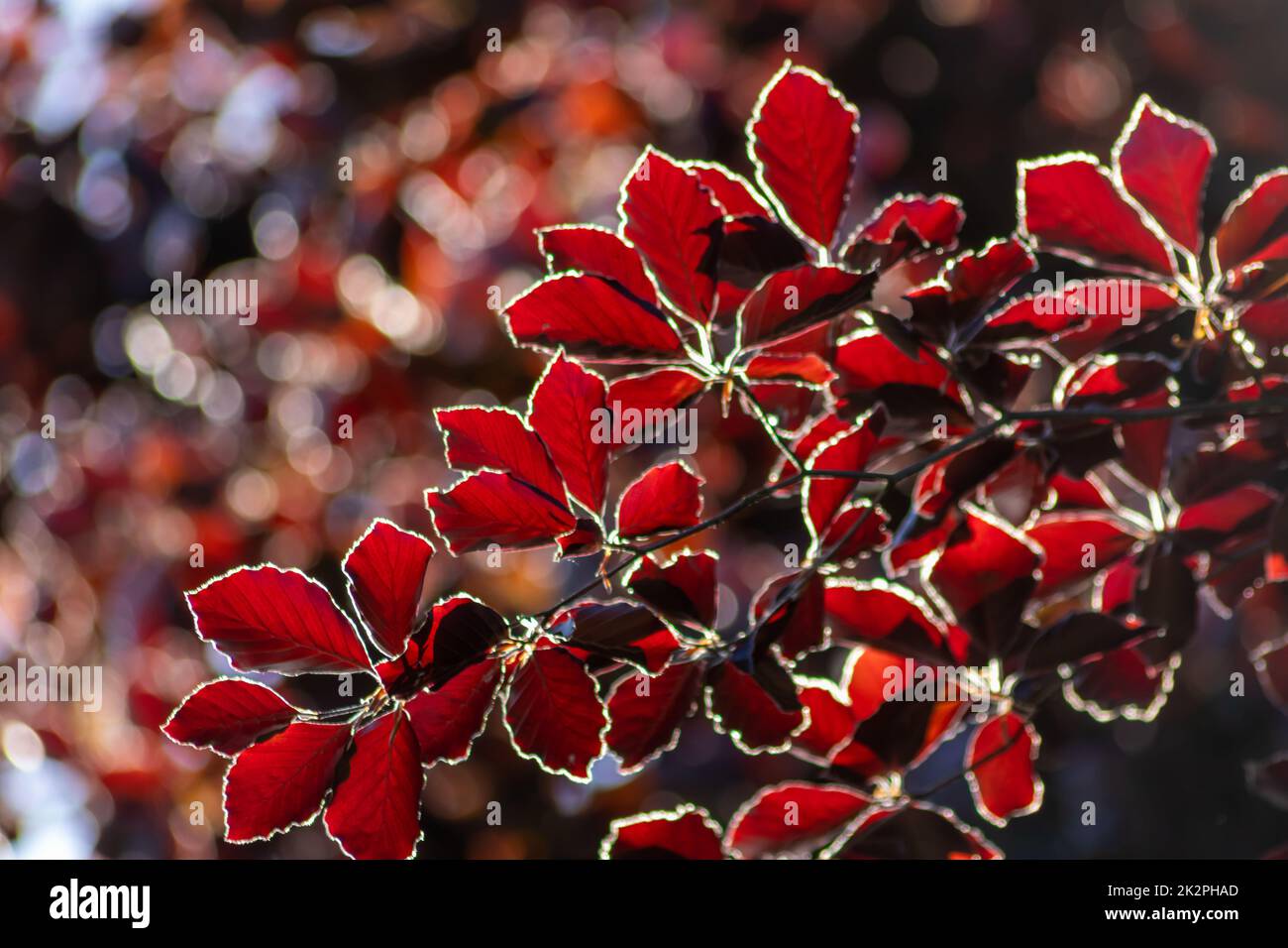 Colorful leaves of a copper beech in autumn fall shine bright in the ...
