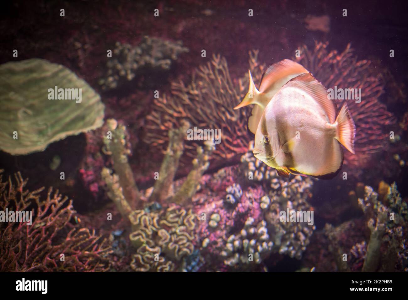 Exotic fish in an aquarium Stock Photo - Alamy