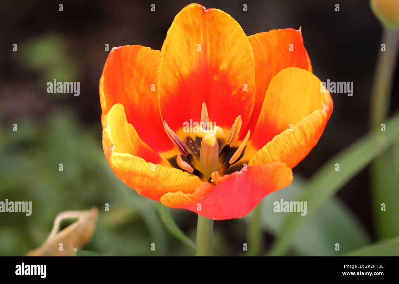 Pink tulip border hi-res stock photography and images - Alamy