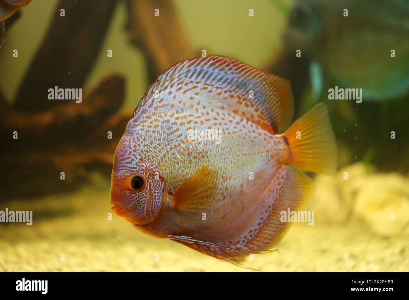 Portrait of a beautiful colored discus discus cichlid in a blackwater ...