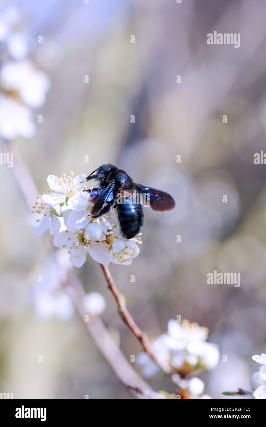 A portrait of a blue-black wood bee (Xylocopa violacea), a so-called ...