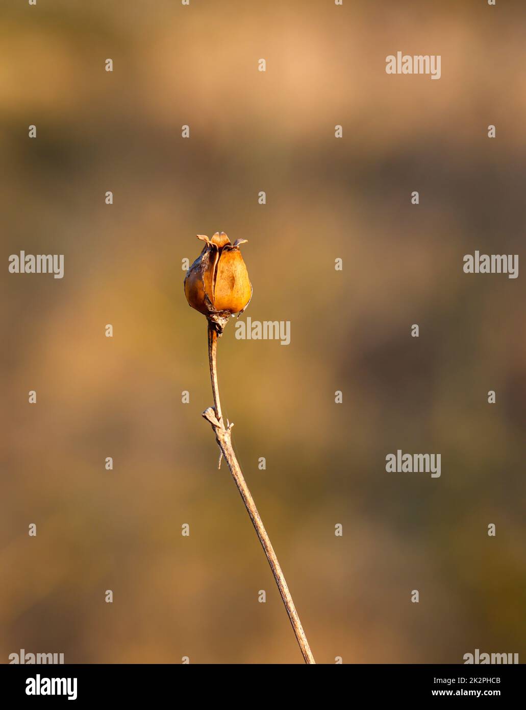 The rest of a white carnation. Close-up of the seed basket of a White ...