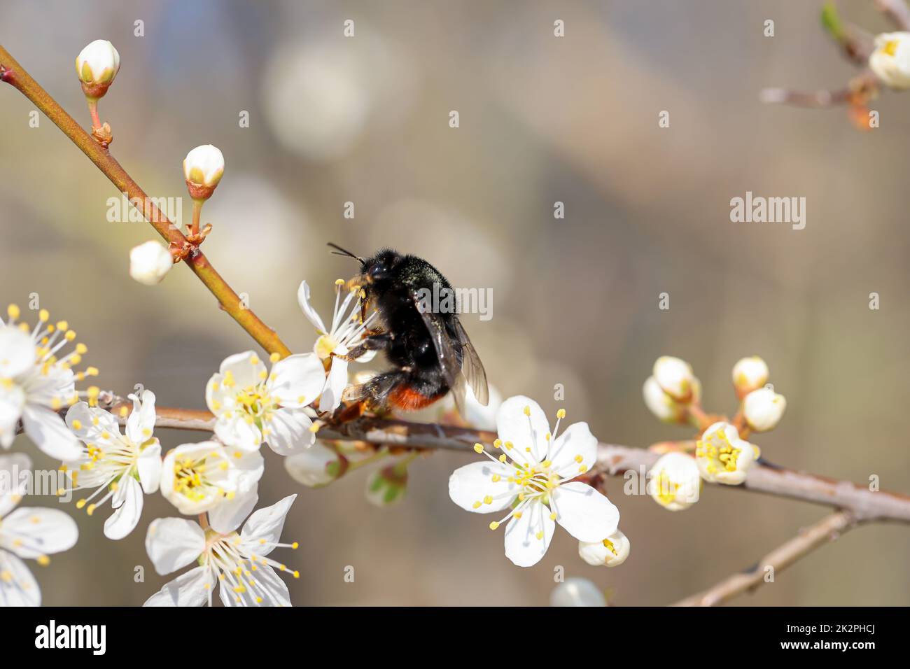 A bee or a bumblebee on the blossoms of a tree Stock Photo - Alamy