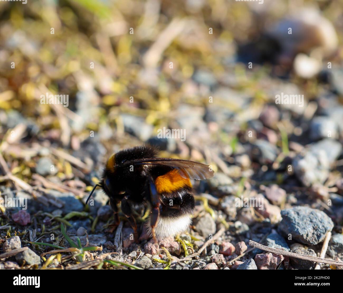Close up of bumblebee on the ground Stock Photo - Alamy