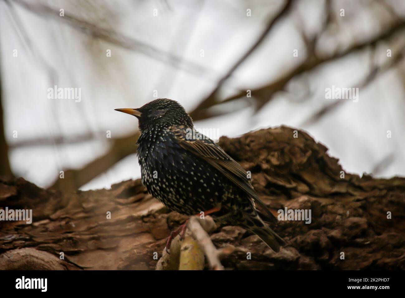 On a tree near the nesting hole is a starling, songbird Stock Photo - Alamy