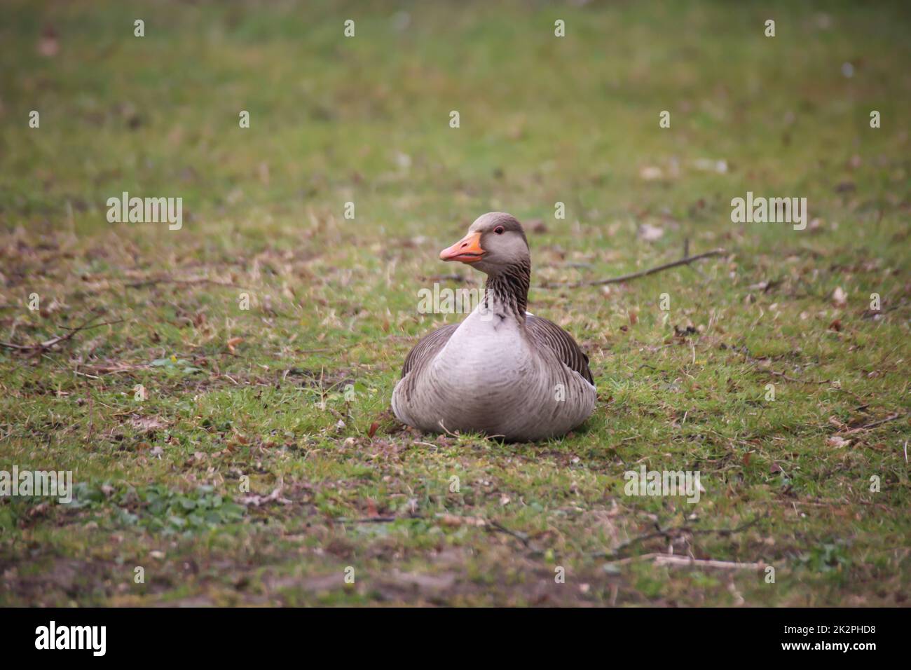 Grey goose lake hi-res stock photography and images - Alamy