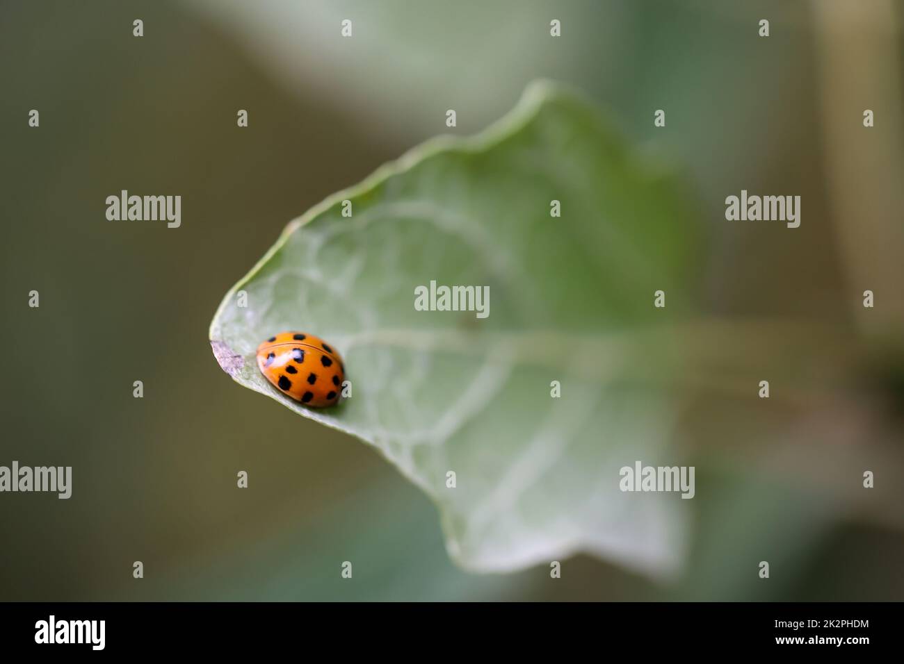 A red ladybug with evielen dots on the deck wings on a leaf Stock Photo ...
