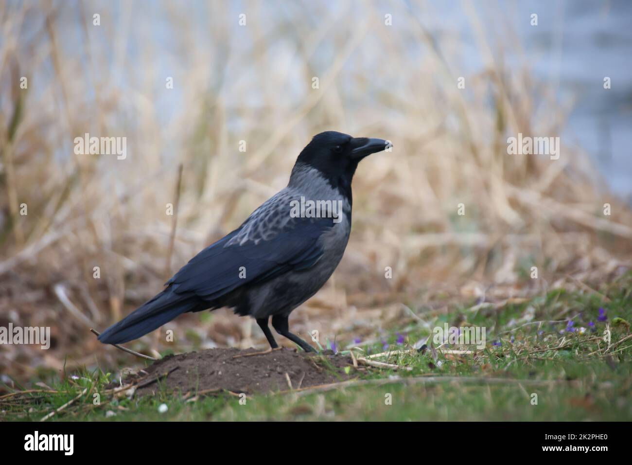 A carrion crow at the edge of a lake foraging Stock Photo - Alamy