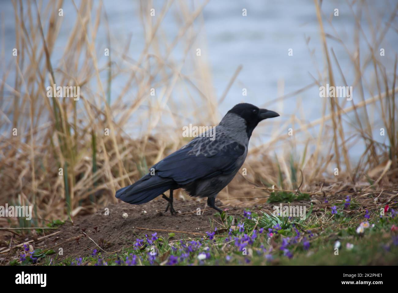 A carrion crow at the edge of a lake foraging Stock Photo - Alamy