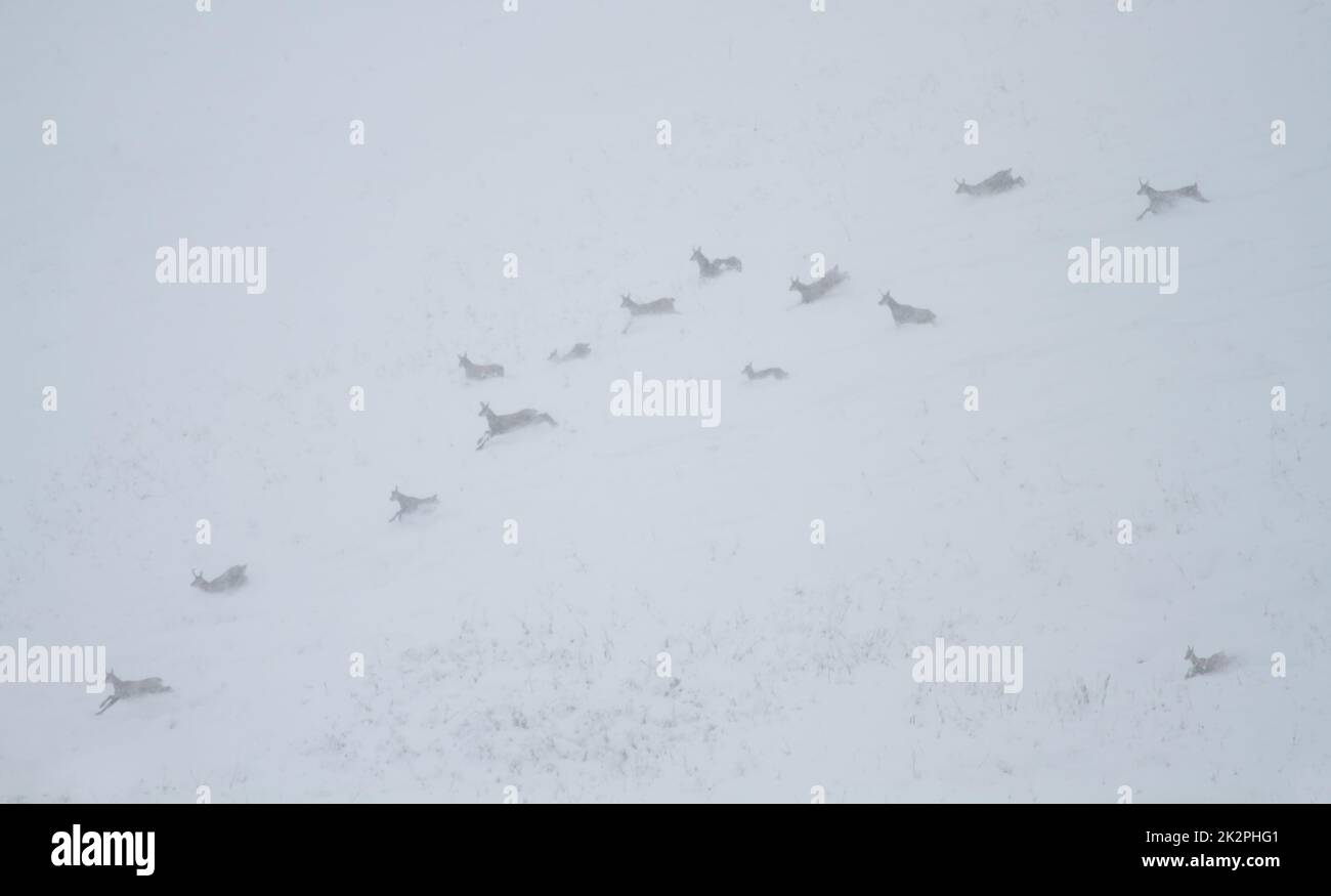 Group of chamoises in freezing winter day running through the snow in ...