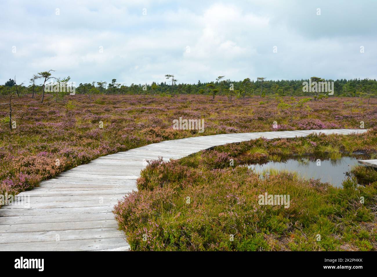 Wooden path in the bog, with bog eye and heather Stock Photo - Alamy