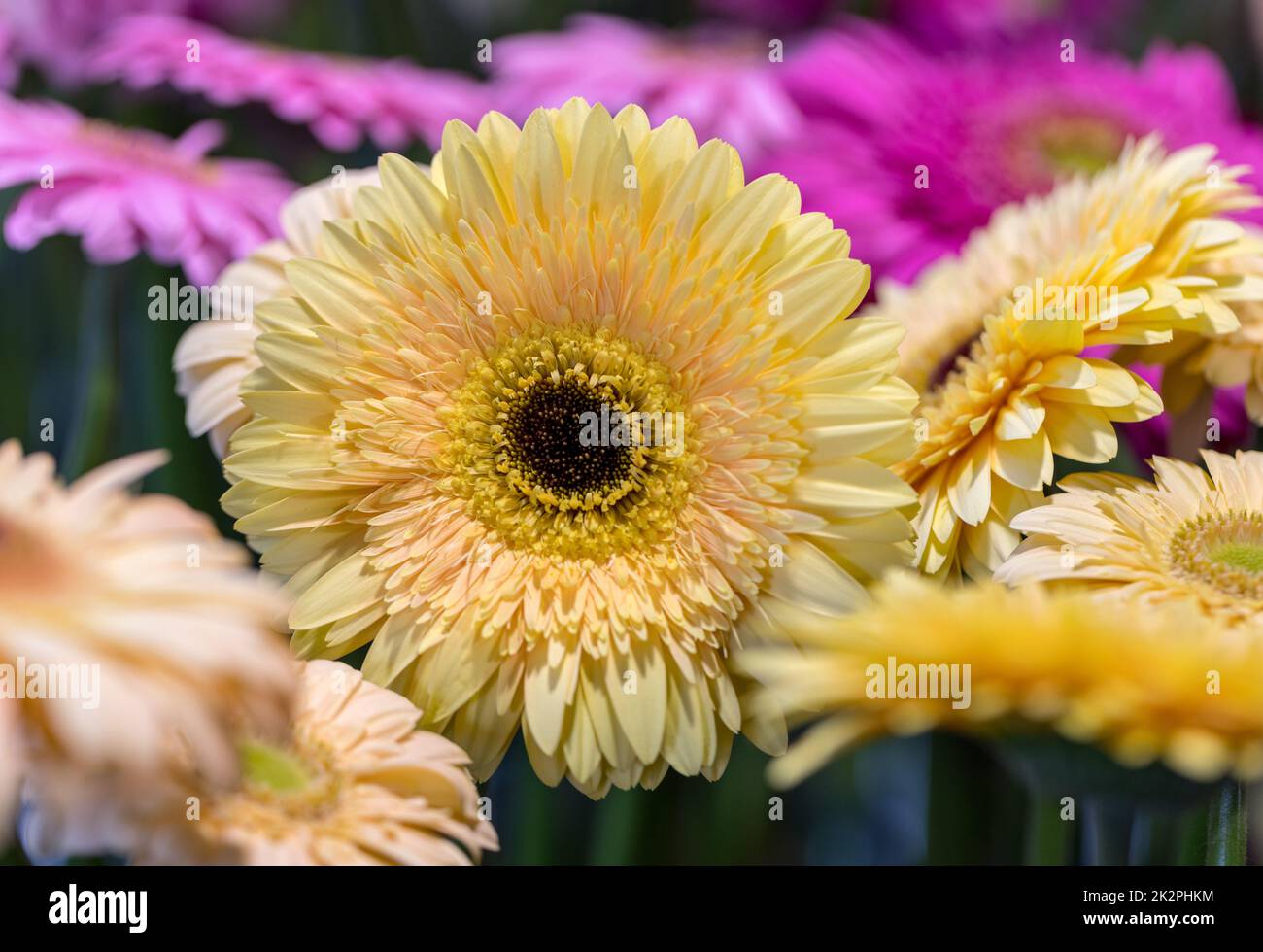 Close up gerberas hi-res stock photography and images - Alamy