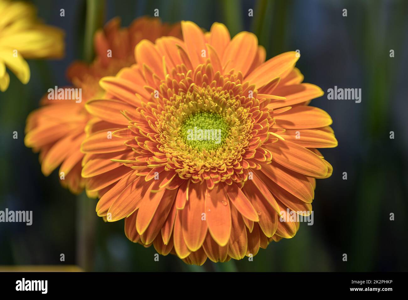 Gerbera background hi-res stock photography and images - Alamy