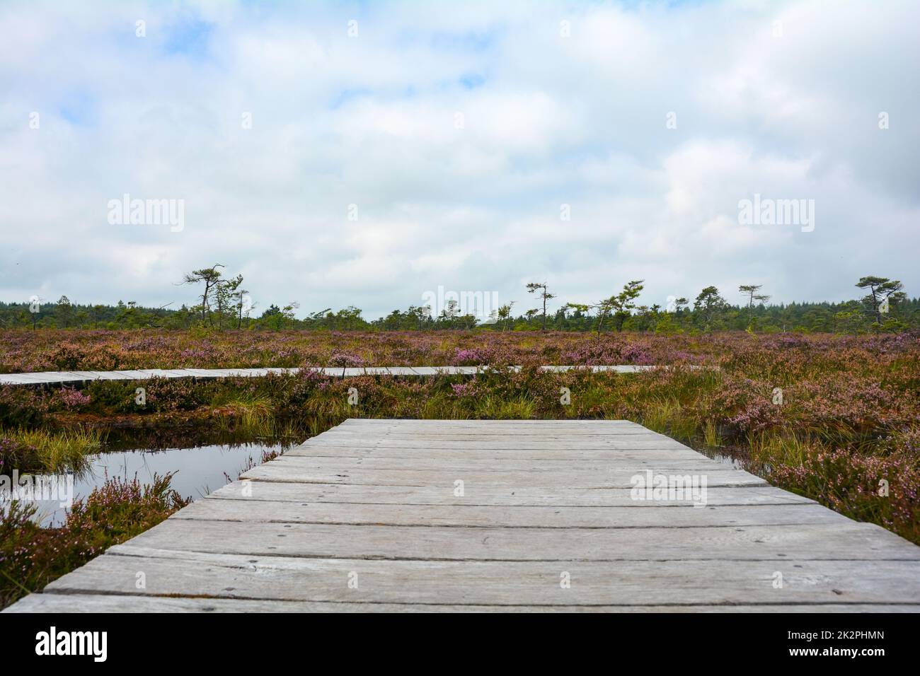 Swamp bog wetland boardwalk hi-res stock photography and images - Alamy