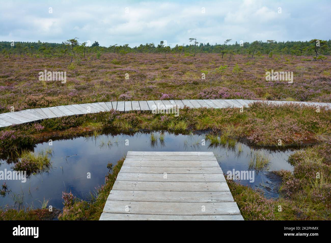 Swamp bog wetland boardwalk hi-res stock photography and images - Alamy