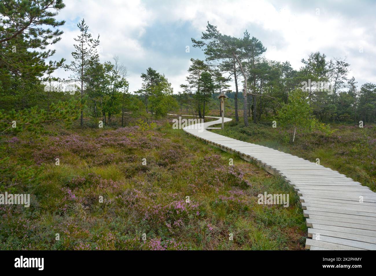 Black moor with a path and broom heather Stock Photo - Alamy
