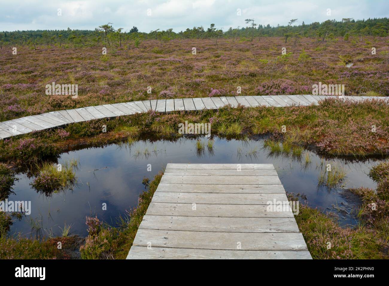 A footbridge in the black bog, with bog eye and heather Stock Photo - Alamy
