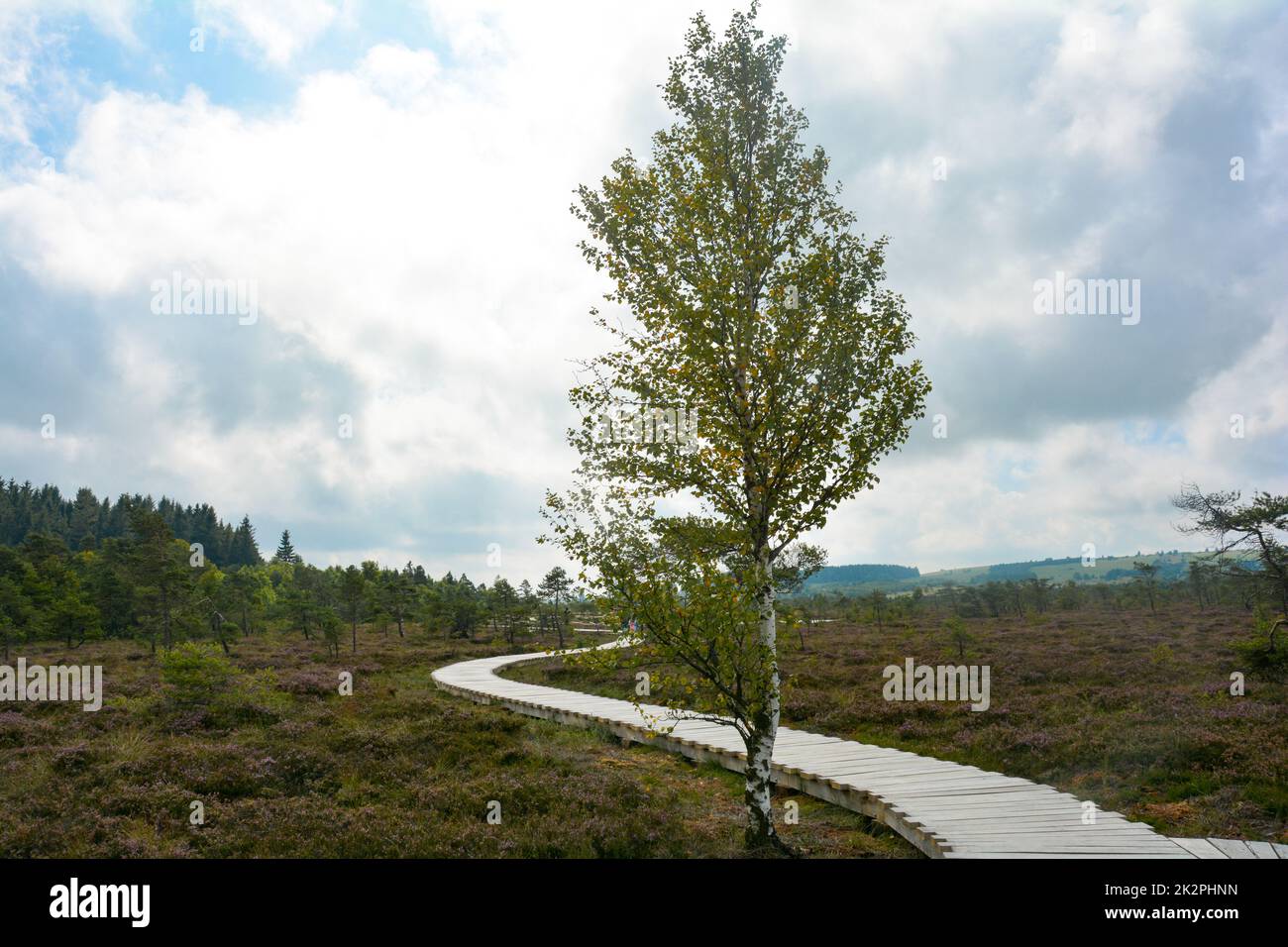 Black moor with a new wooden path and a birch Stock Photo - Alamy