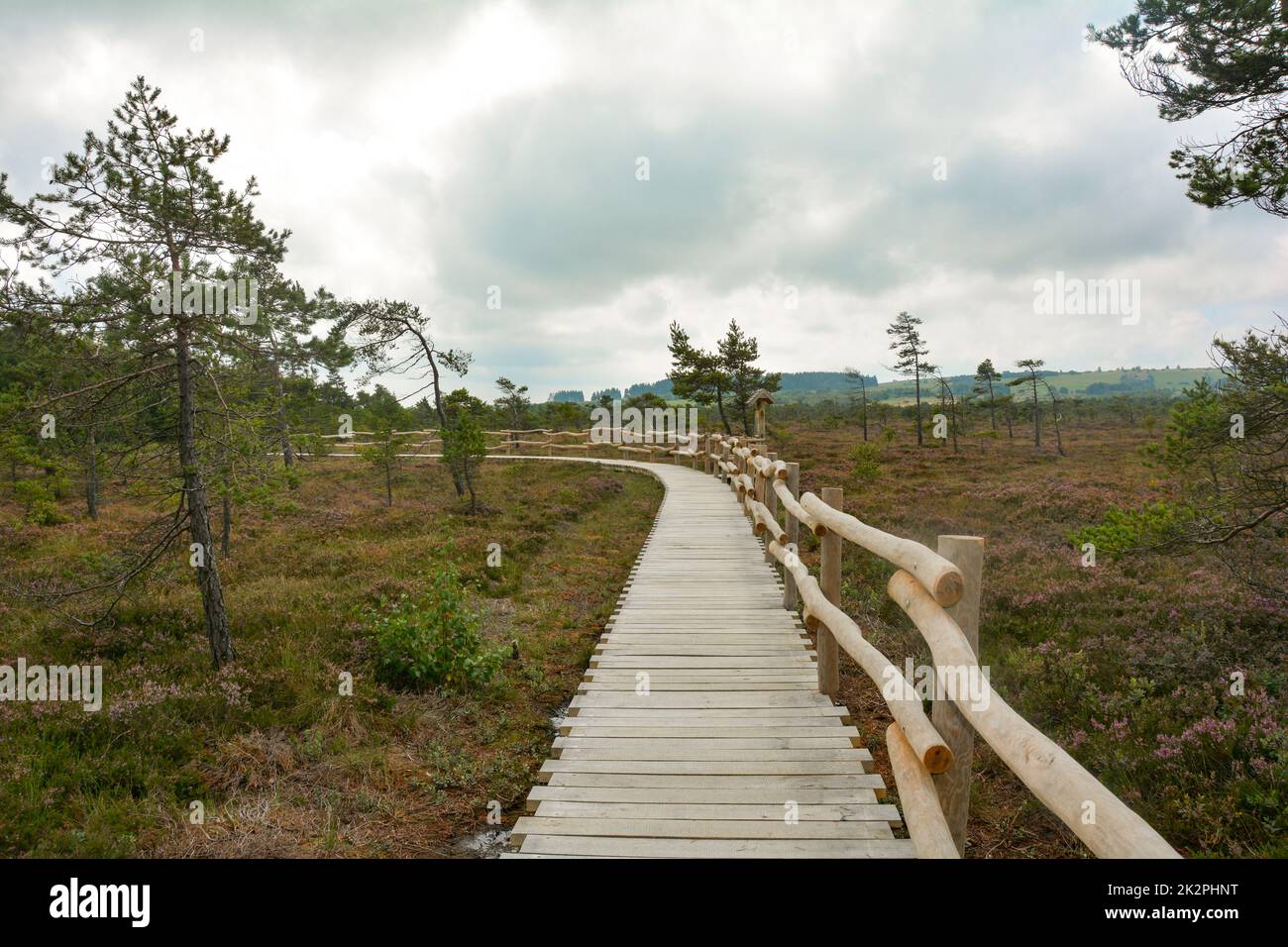 Wooden path in a bog, with bog eye and heather Stock Photo - Alamy